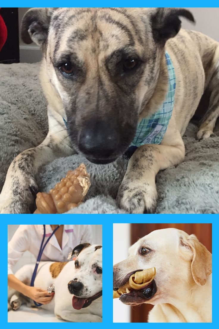 Dog Behavior Problems